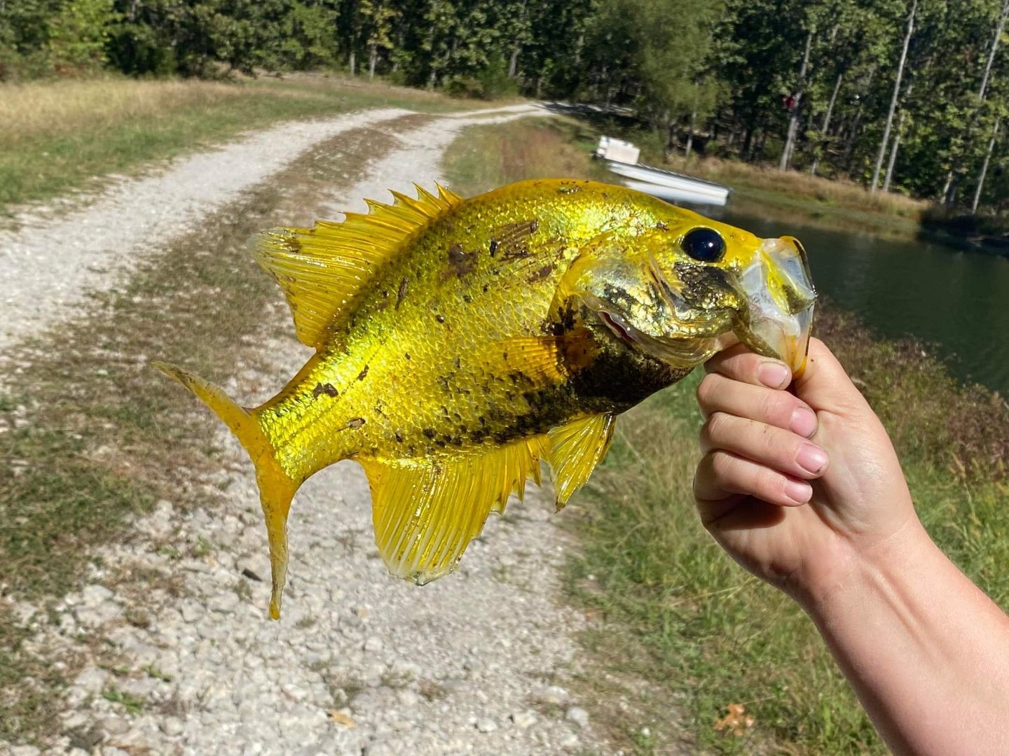 Extremely Rare Golden Crappie Caught in Missouri - Premier Angler